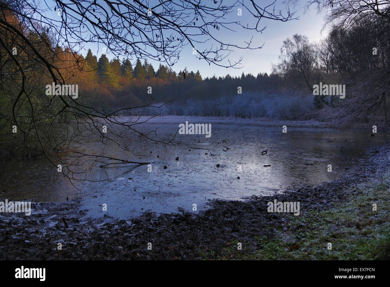 A frozen lake in Yearsley Woods, North Yorkshire Stock Photo - Alamy