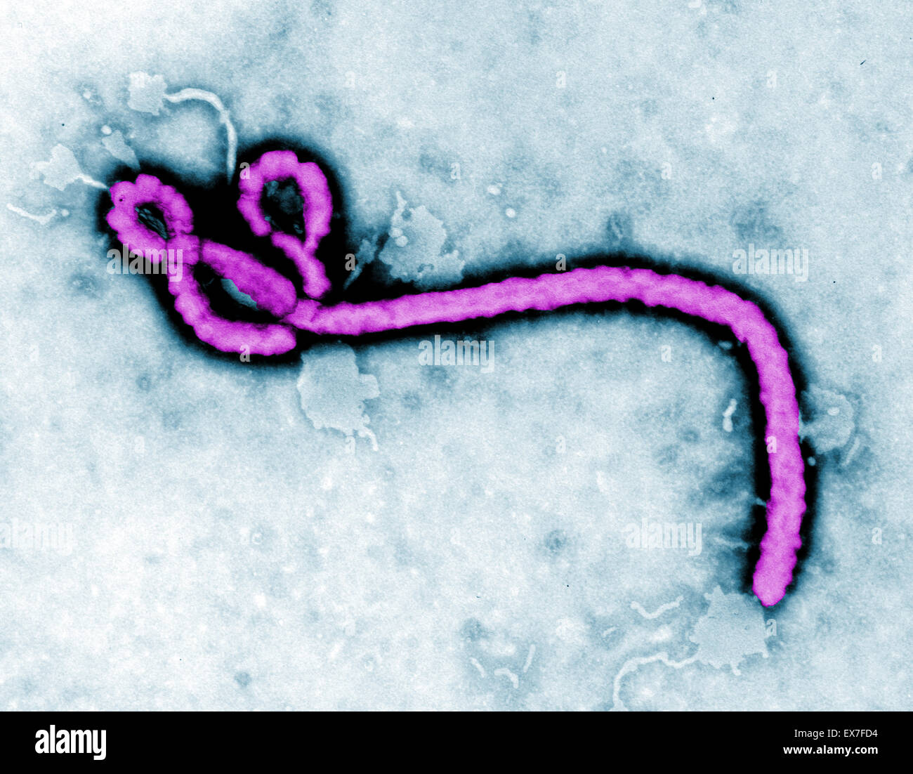 Transmission electron micrograph (TEM) of an Ebola virus virion Stock ...