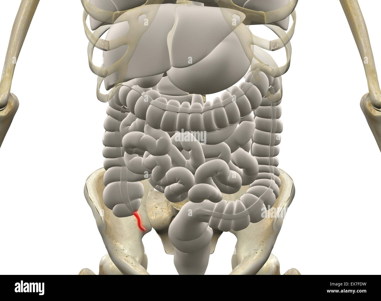 Illustration of gastrointestinal system with the appendix highlighted ...