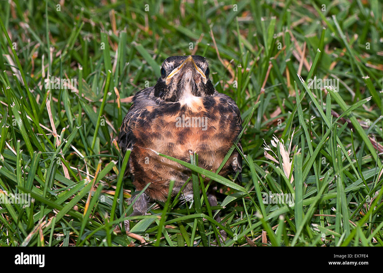Robin nestling hi-res stock photography and images - Alamy