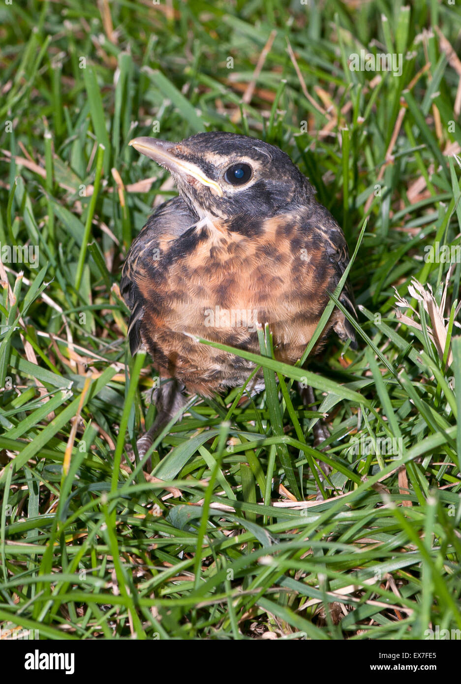 Robin nestling hi-res stock photography and images - Alamy