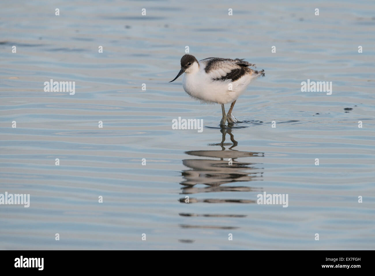 Avocet wildlife hi-res stock photography and images - Alamy