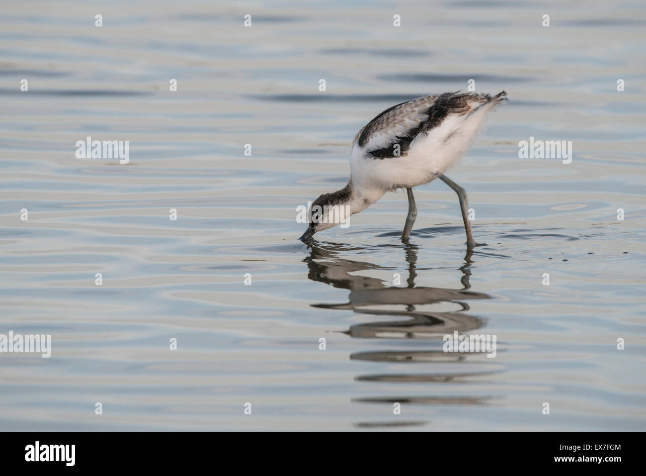 Avocet (Recurvirostra avosetta Stock Photo - Alamy