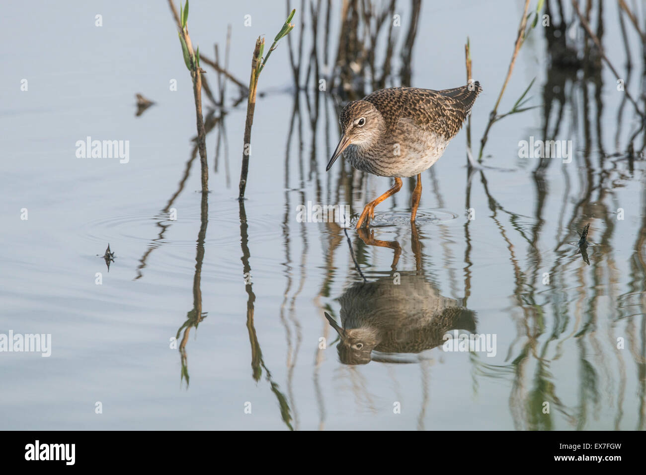 Redshank (Tringa totanus Stock Photo - Alamy