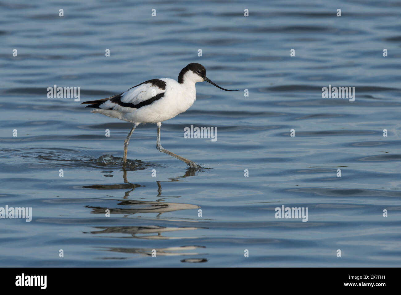 Avocet (Recurvirostra avosetta Stock Photo - Alamy