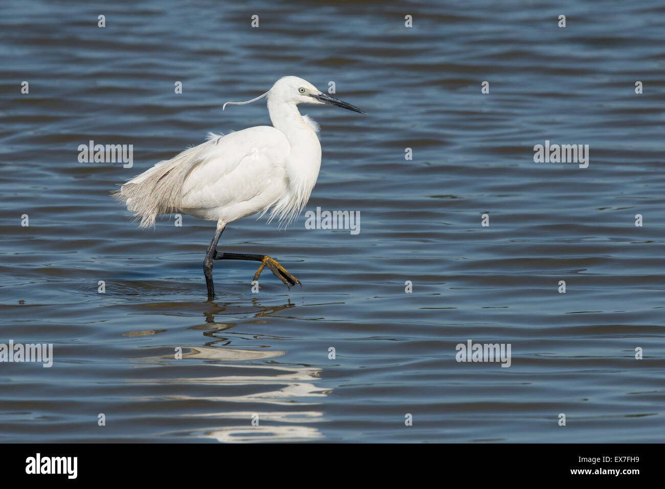 Little egret (Egretta Garzetta Stock Photo - Alamy