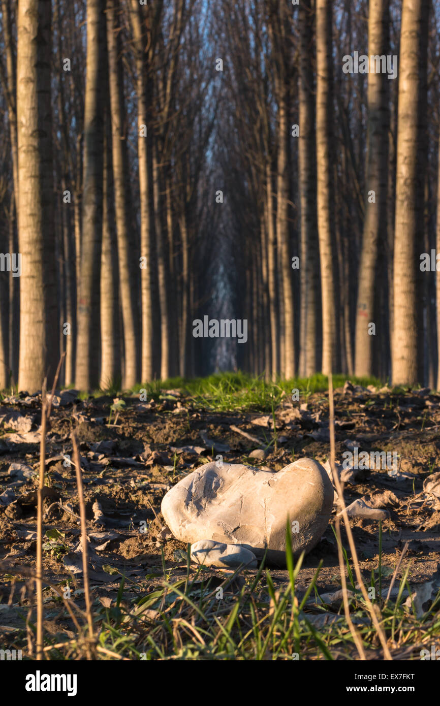 trees in line inside forest, tranquil scenery Stock Photo - Alamy