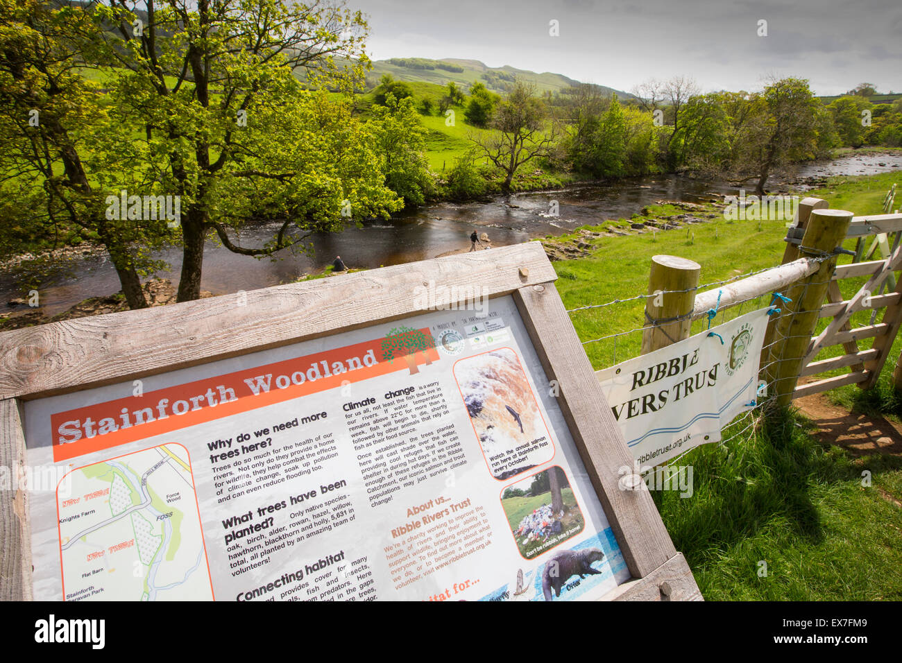 Catchement restoration on the River Ribble at Stainforth above Settle ...