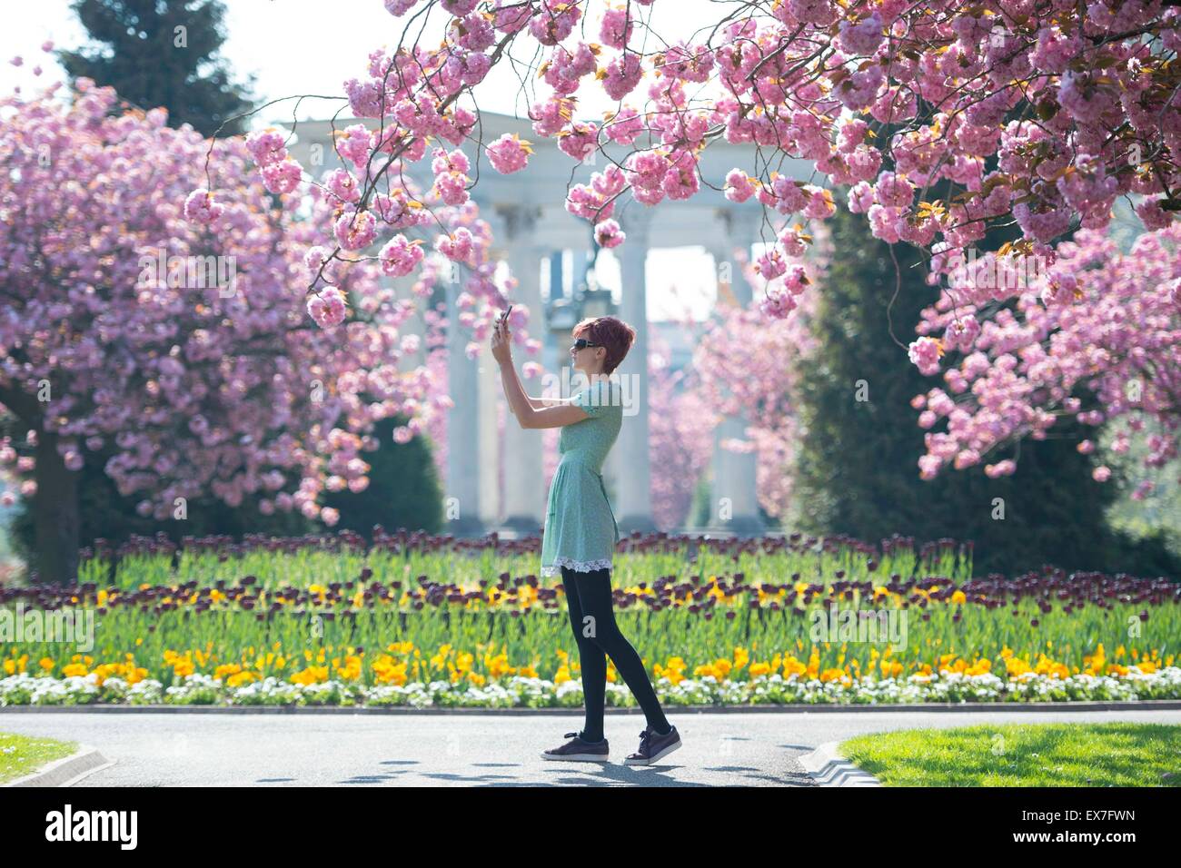 A girl takes a picture on a camera phone of blossom in Cathays Park ...