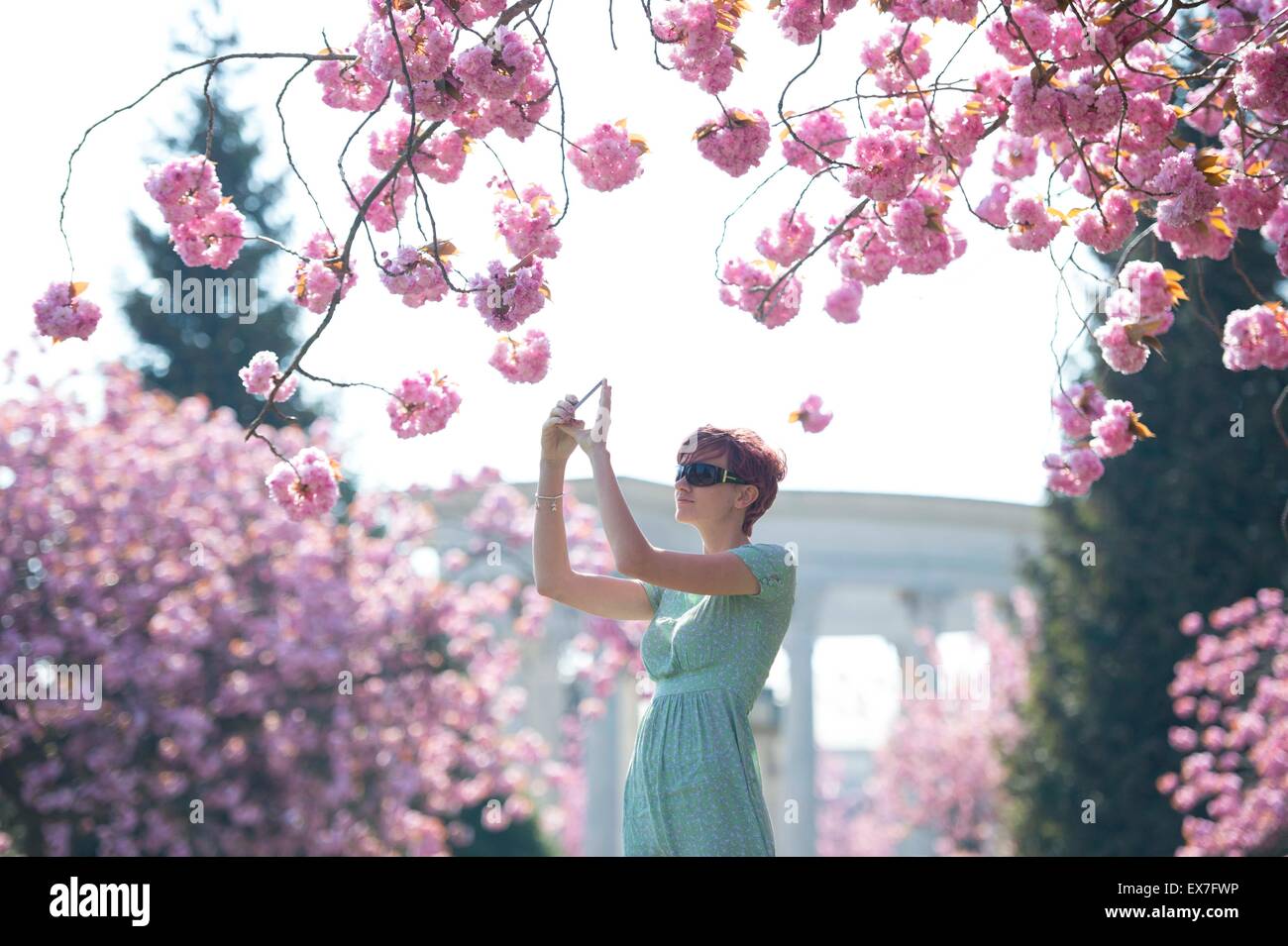 A girl takes a picture on a camera phone of blossom in Cathays Park ...