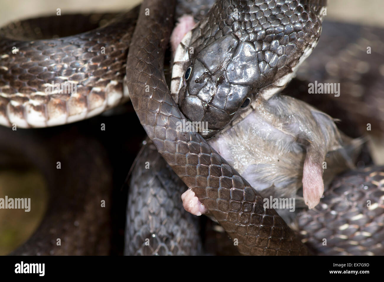 Black rat snake (Elaphe [Pantherophis] obsoleta) eating a deer mouse ...