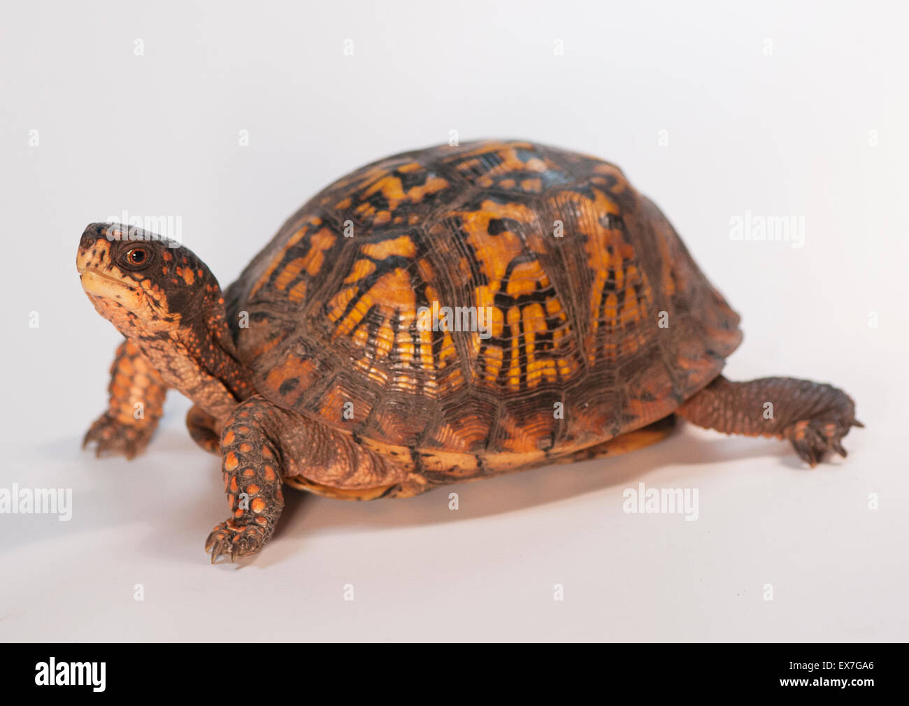 Eastern Box Turtle Terrapene Carolina Carolina Stock Photo Alamy