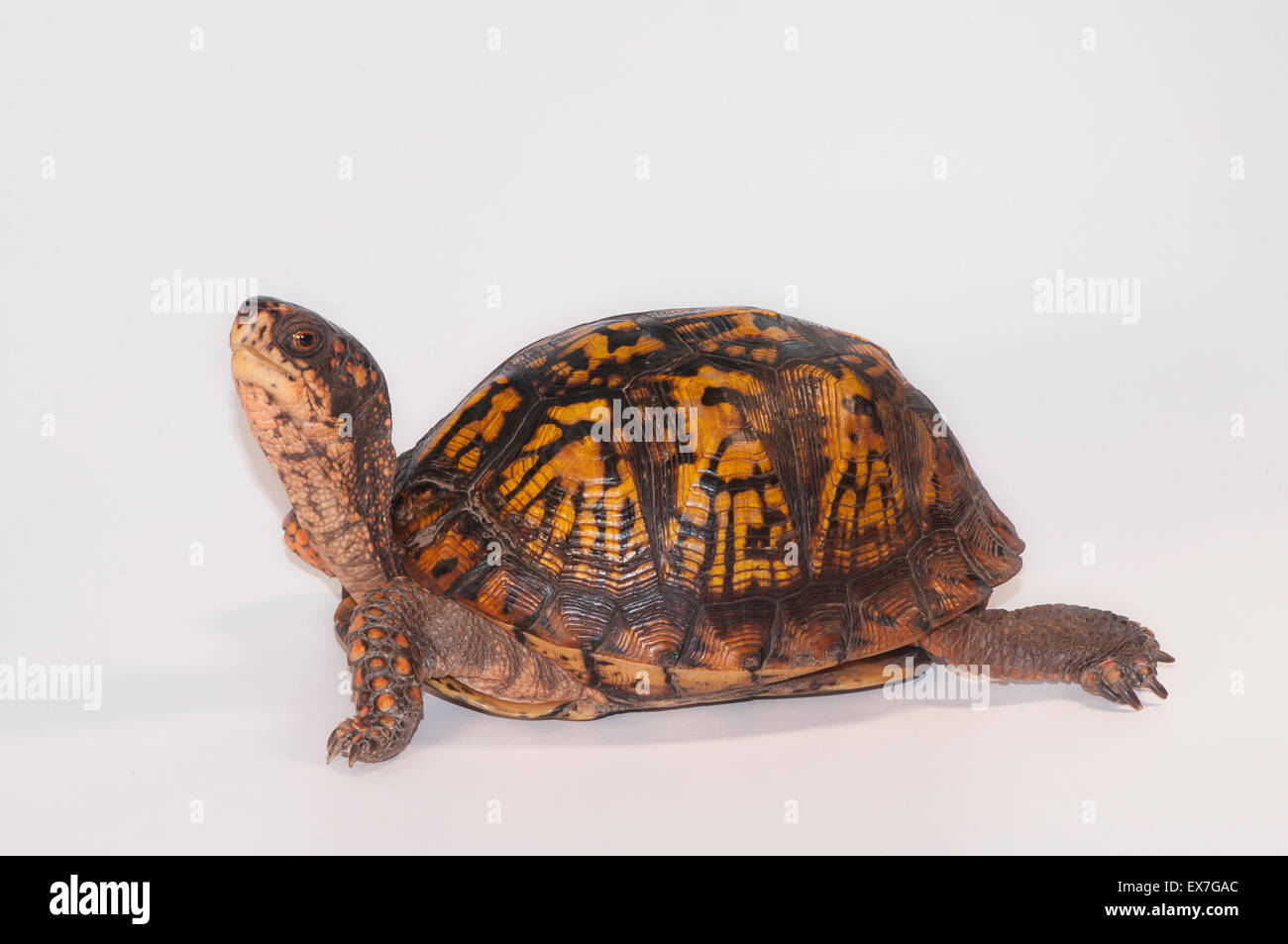 eastern box turtle (Terrapene carolina carolina Stock Photo - Alamy