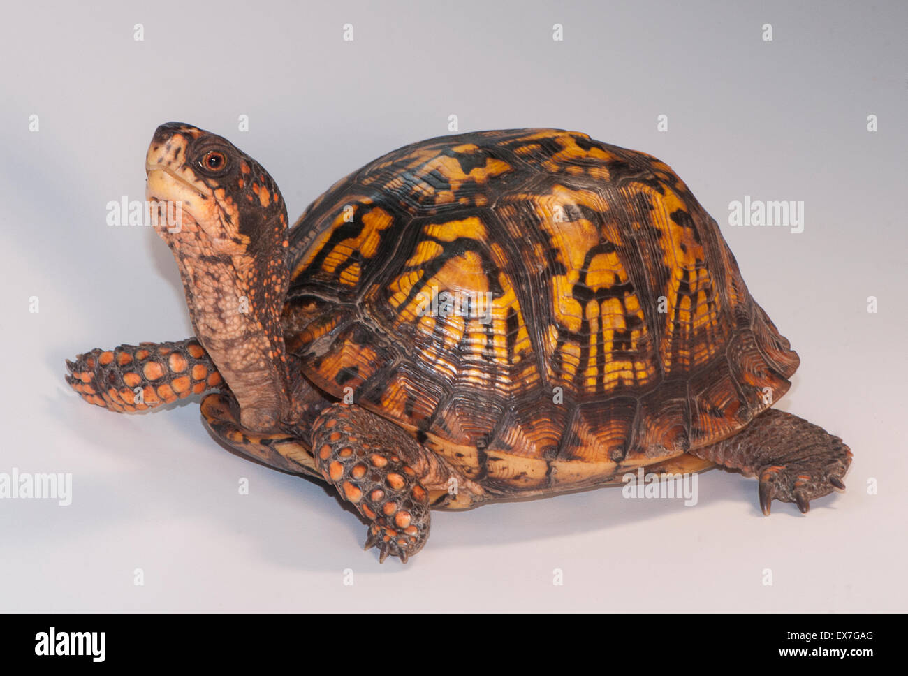 eastern box turtle (Terrapene carolina carolina Stock Photo - Alamy