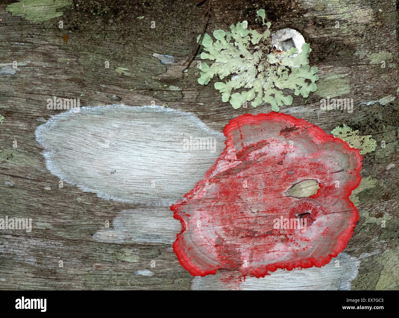Cryptothecia rubrocincta, or Christmas wreath lichen growing in ...