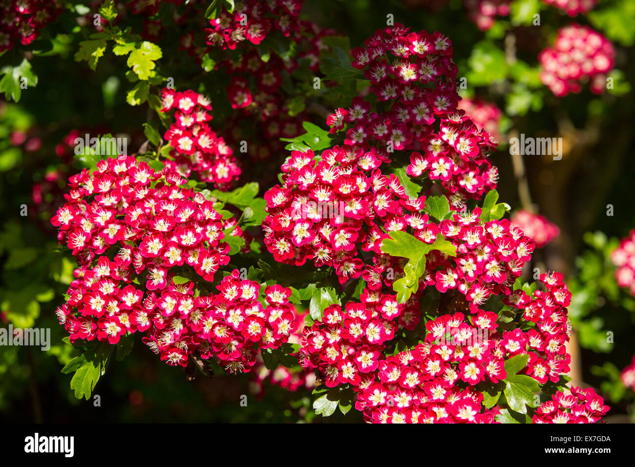 A Midland Hawthorn tree, Crataegus laevigata in blossom, Ambleside, UK ...