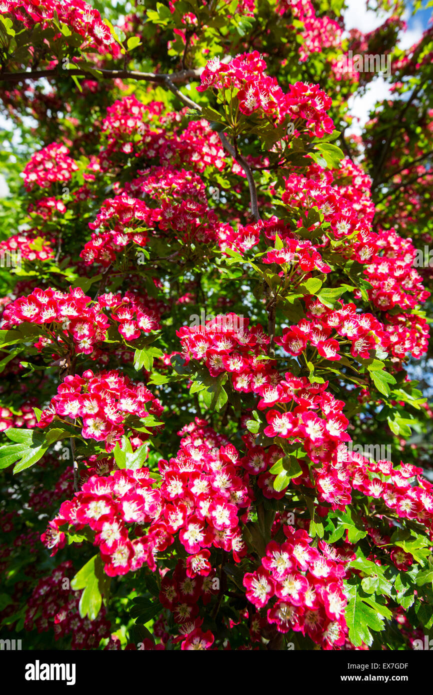 A Midland Hawthorn tree, Crataegus laevigata in blossom, Ambleside, UK ...