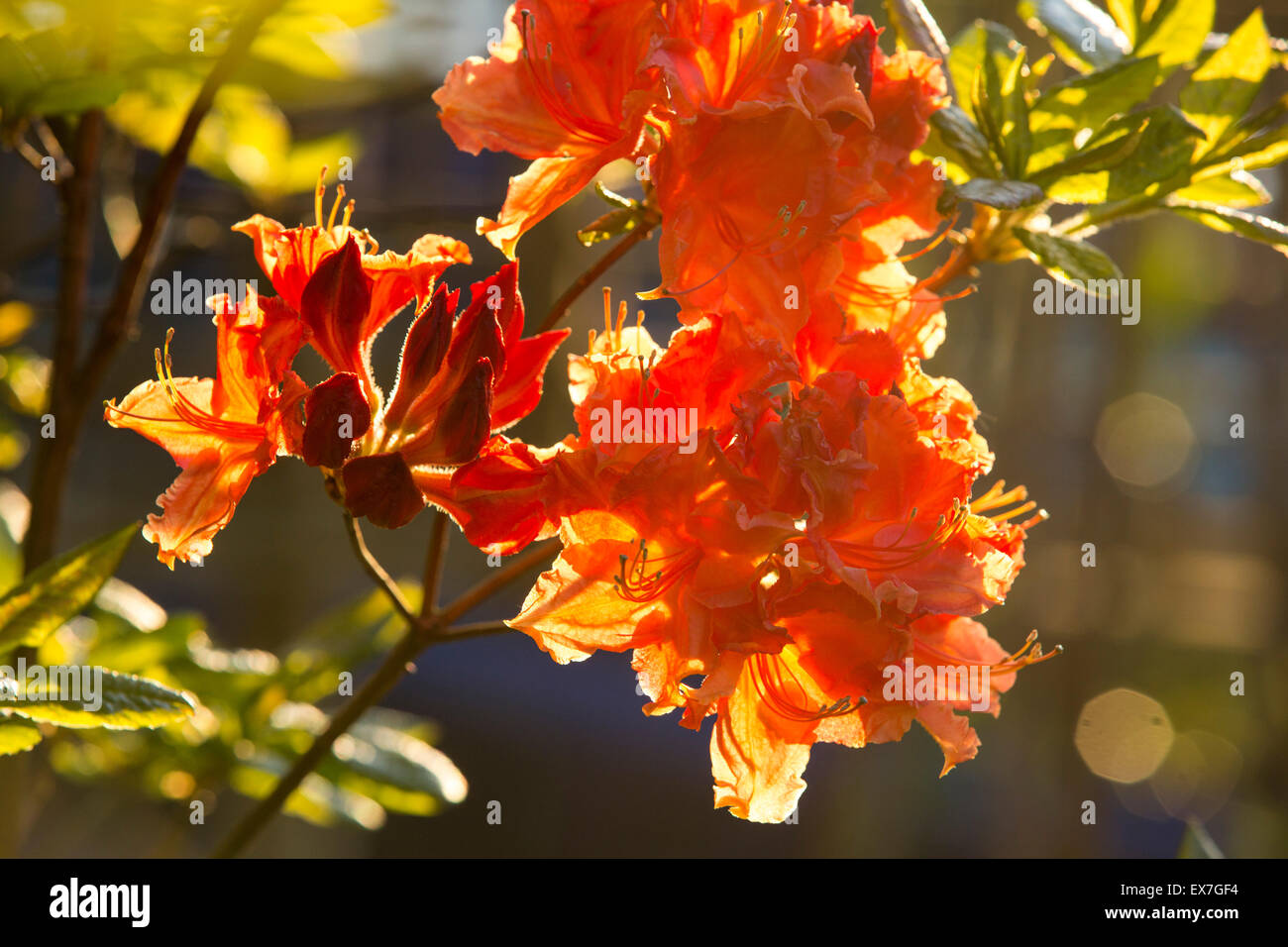 Orange Azalea flowers Stock Photo - Alamy