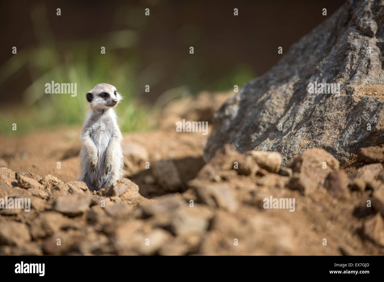 Watchful meerkat standing guard Stock Photo - Alamy