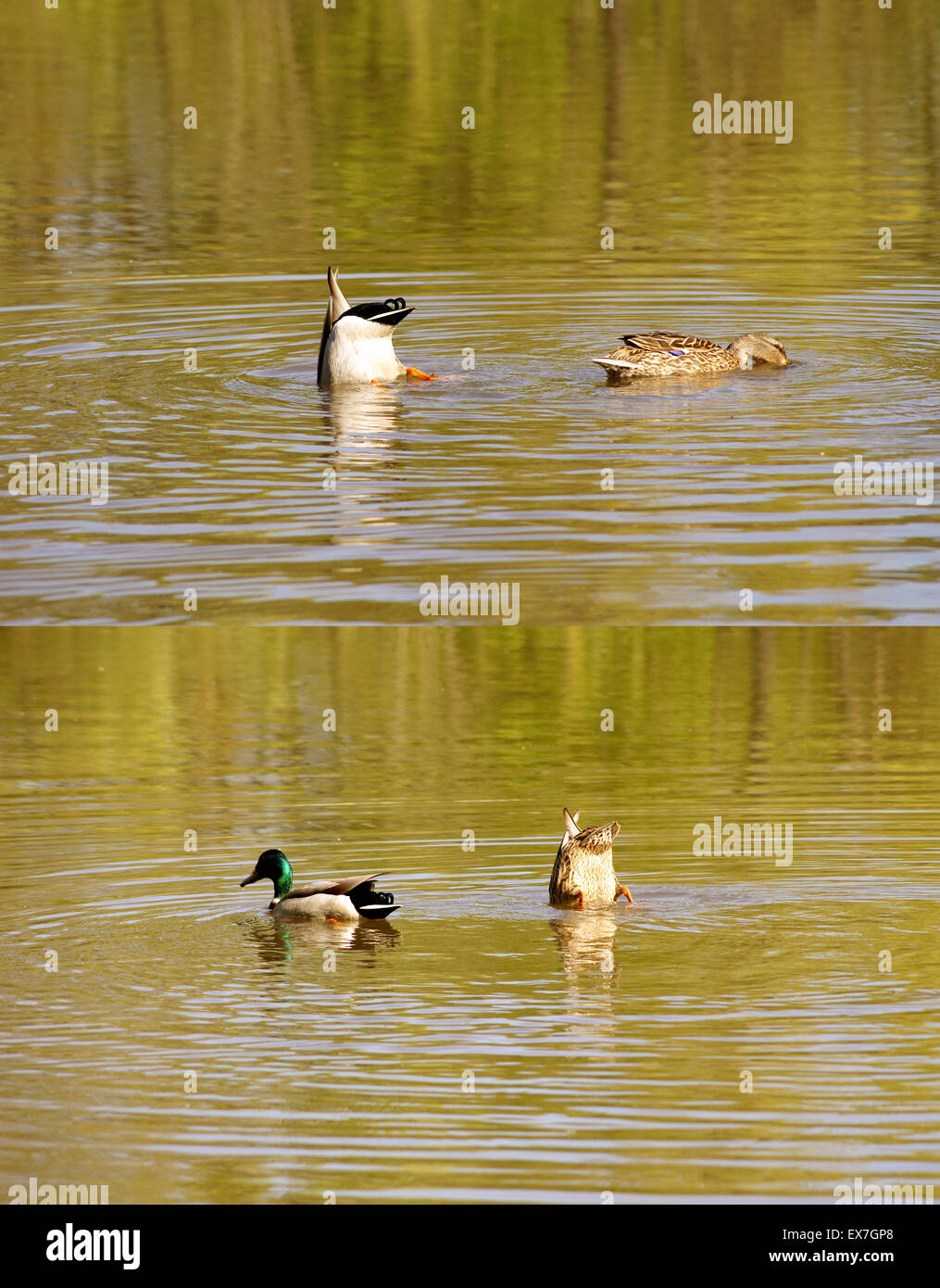 Collage duck hi-res stock photography and images - Alamy