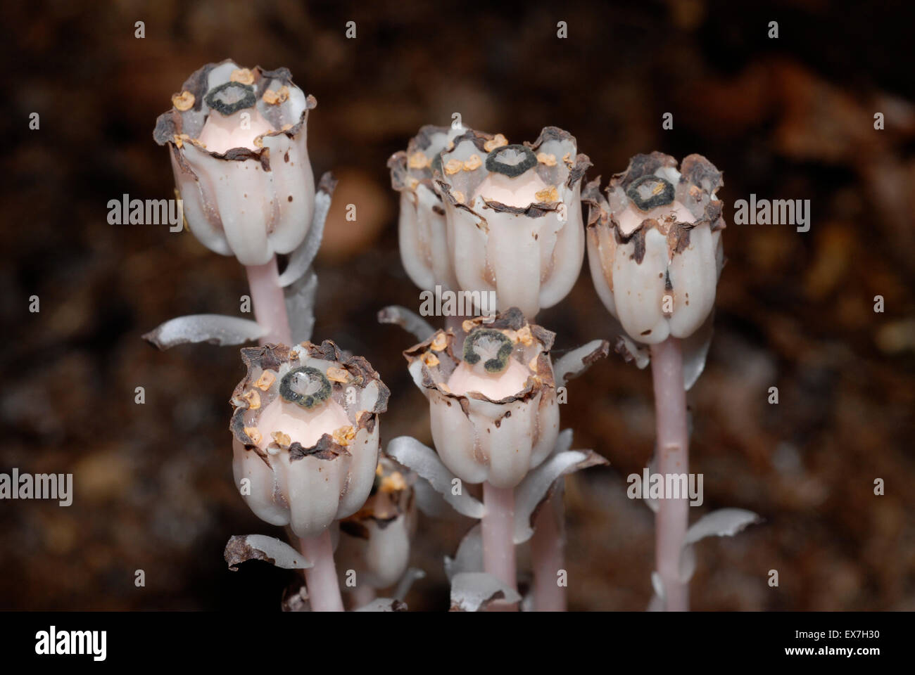 Monotropa uniflora, also known as the ghost plant or Indian pipe Stock ...