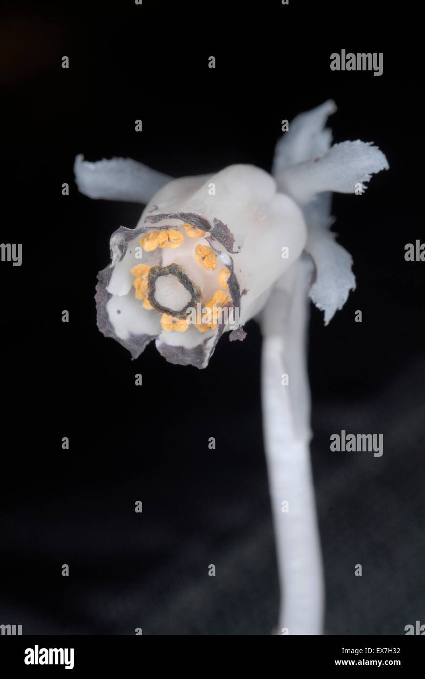 Monotropa uniflora, also known as the ghost plant or Indian pipe Stock ...