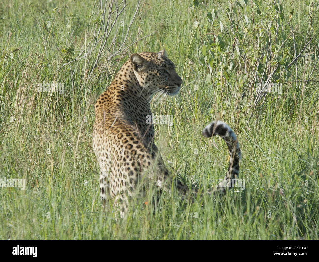 African Leopard (Panthera pardus pardus Stock Photo - Alamy