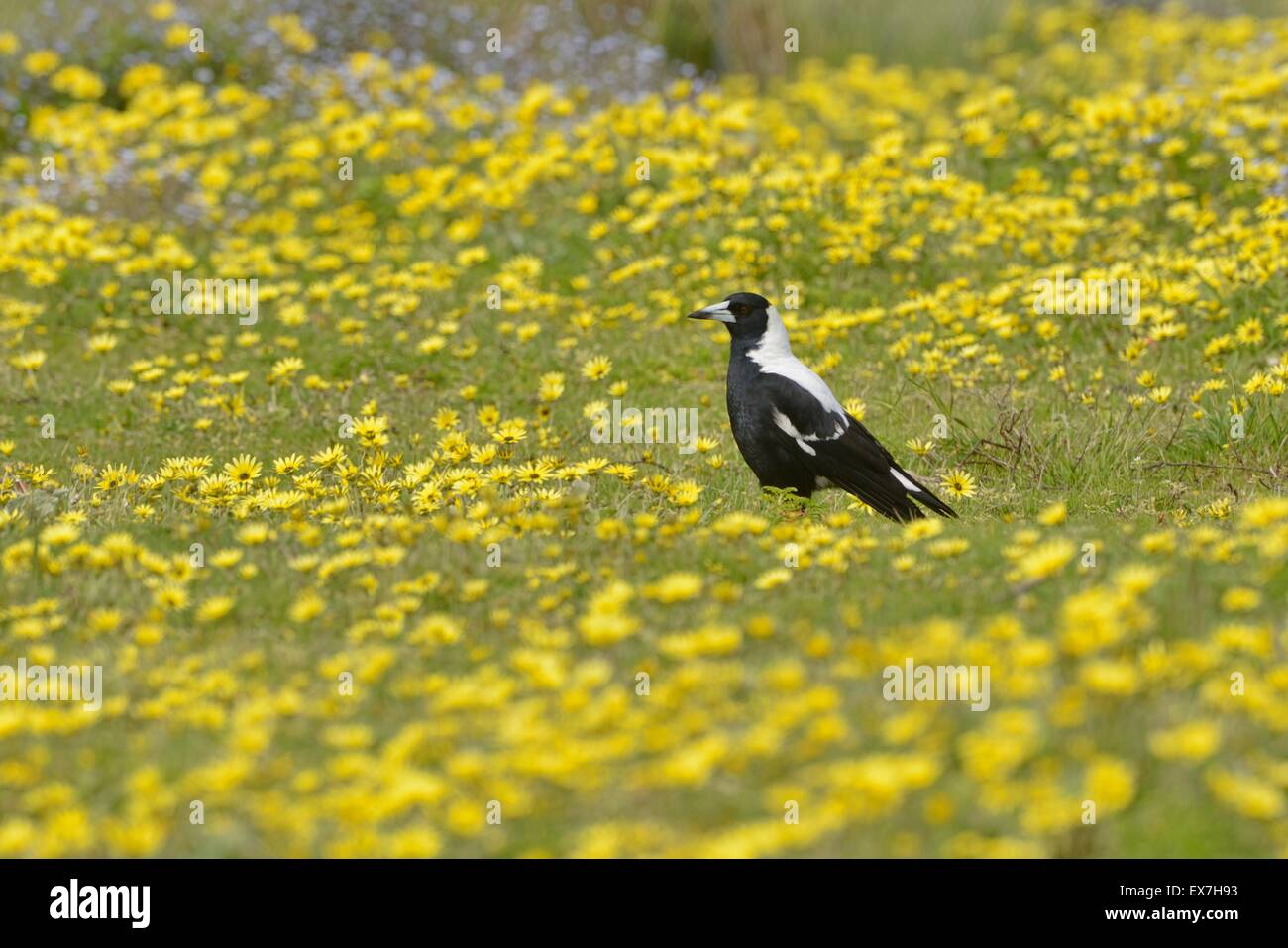 Australian magpie south australia hi-res stock photography and images ...