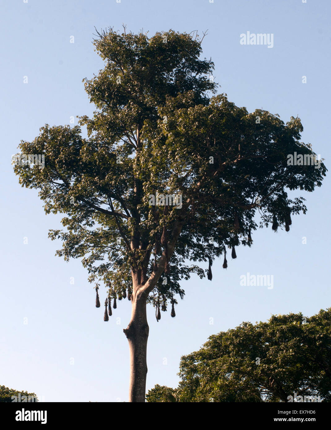 Oropendula nests clustered in a tree in Belize, Central America Stock ...