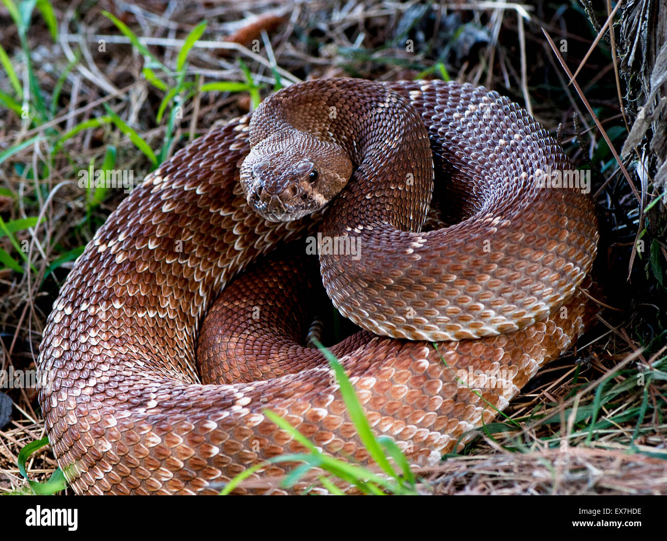 Pacific rattlesnake, Crotalus oreganus, a venomous pitviper species ...