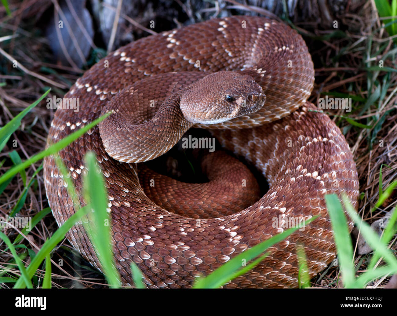 Pacific rattlesnake, Crotalus oreganus, a venomous pitviper species ...