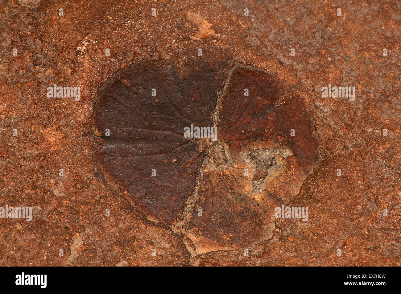 Sedimentary fossil hi-res stock photography and images - Alamy
