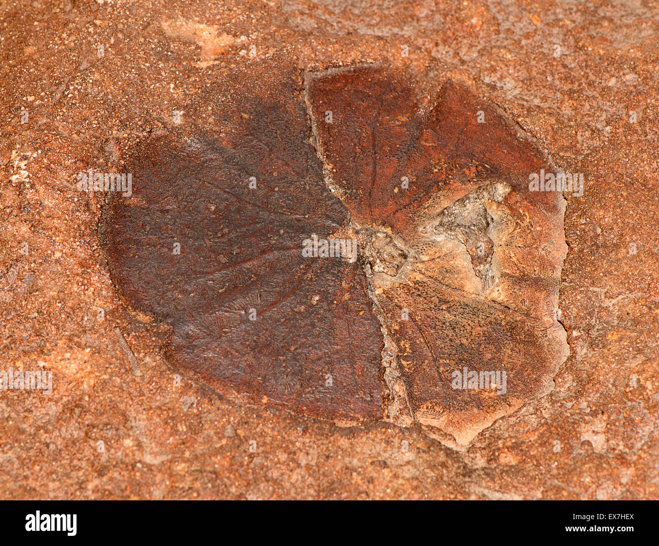 Fossil sand dollar in sedimentary rock Stock Photo - Alamy