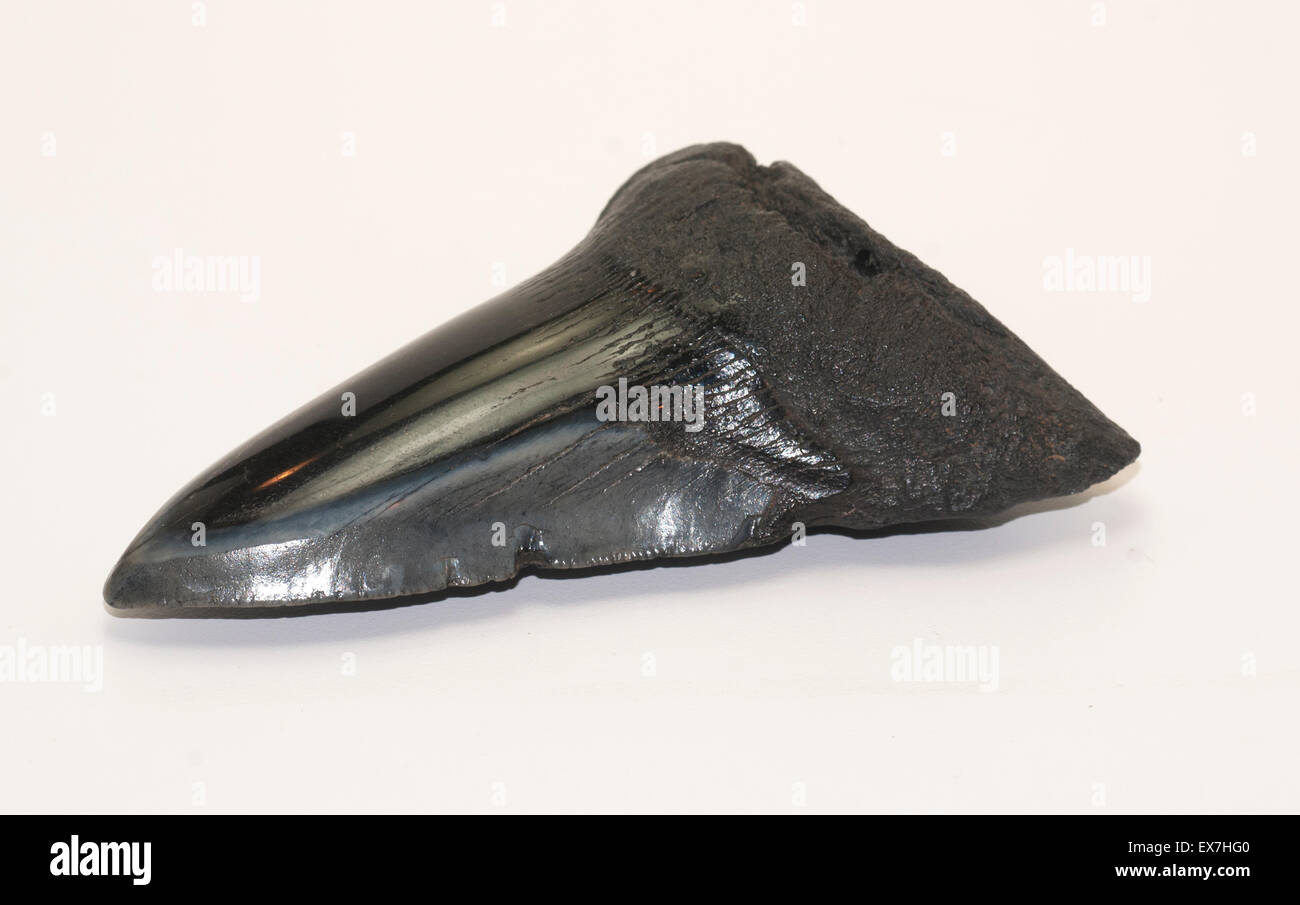 Fossilized White Shark tooth Stock Photo - Alamy