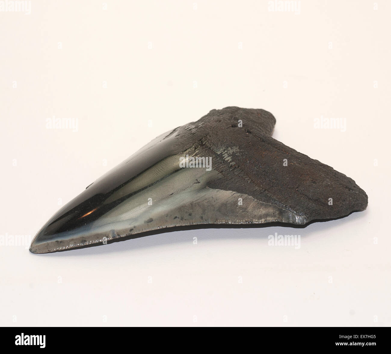 Fossilized White Shark tooth Stock Photo - Alamy