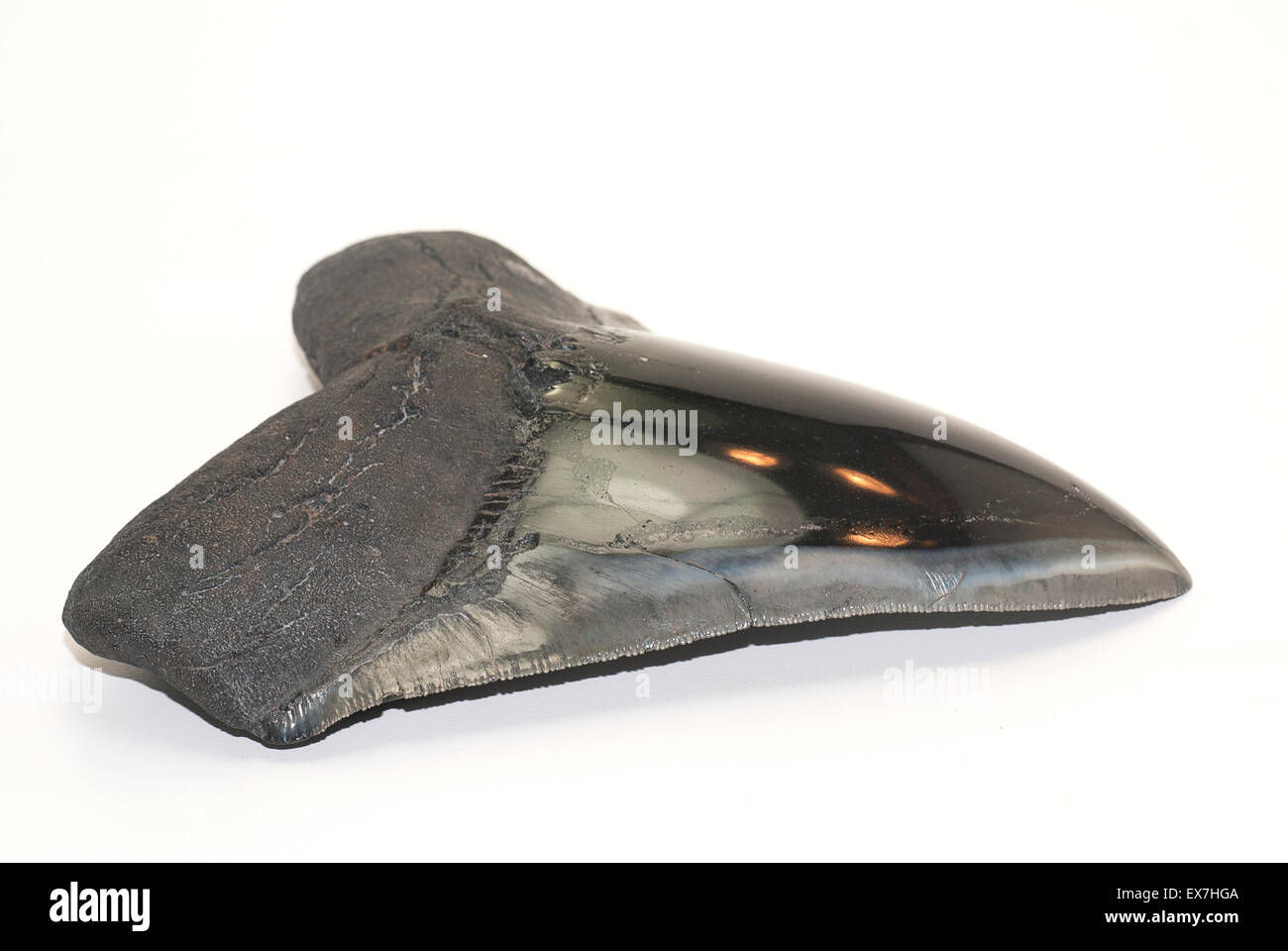 Fossilized White Shark tooth Stock Photo - Alamy