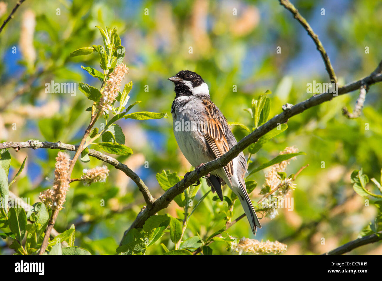 A male Reed Bunting (Emberiza schoeniclus) on a song perch in Ambleside ...