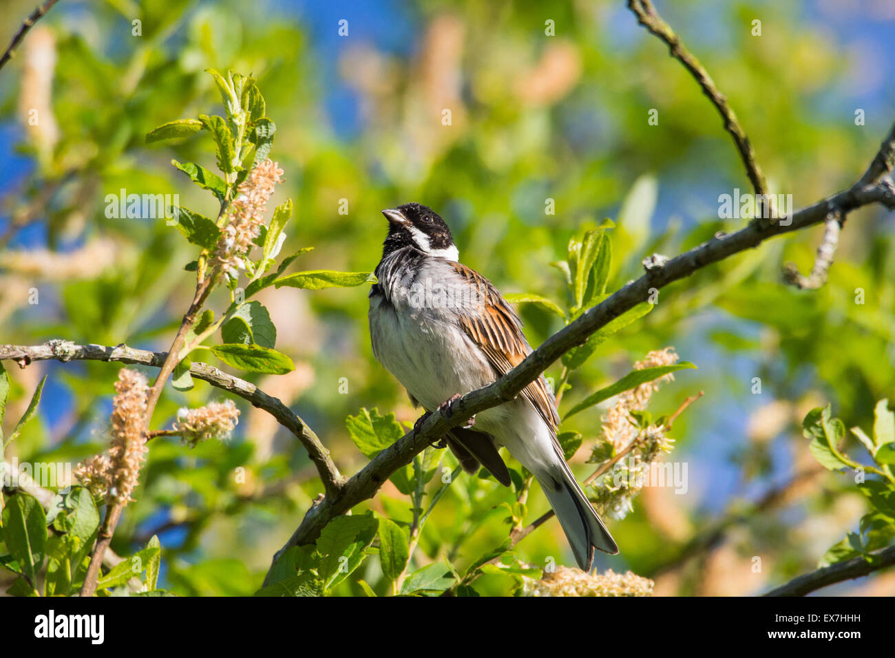 A male Reed Bunting (Emberiza schoeniclus) on a song perch in Ambleside ...
