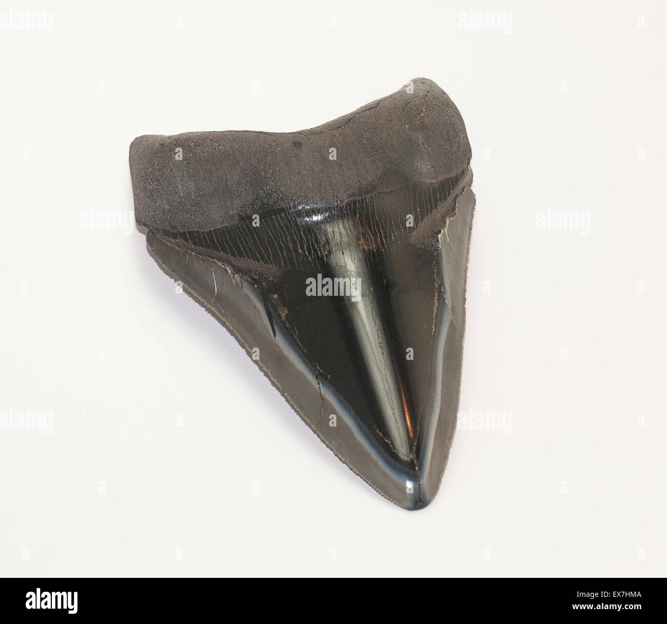 Fossilized White Shark tooth Stock Photo - Alamy