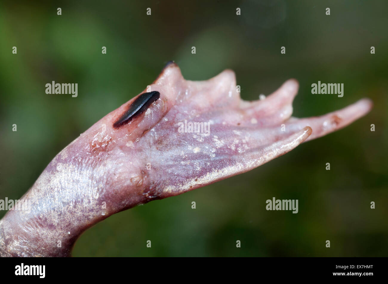 Eastern spadefoot toad, Scaphiopus holbrookii Stock Photo - Alamy