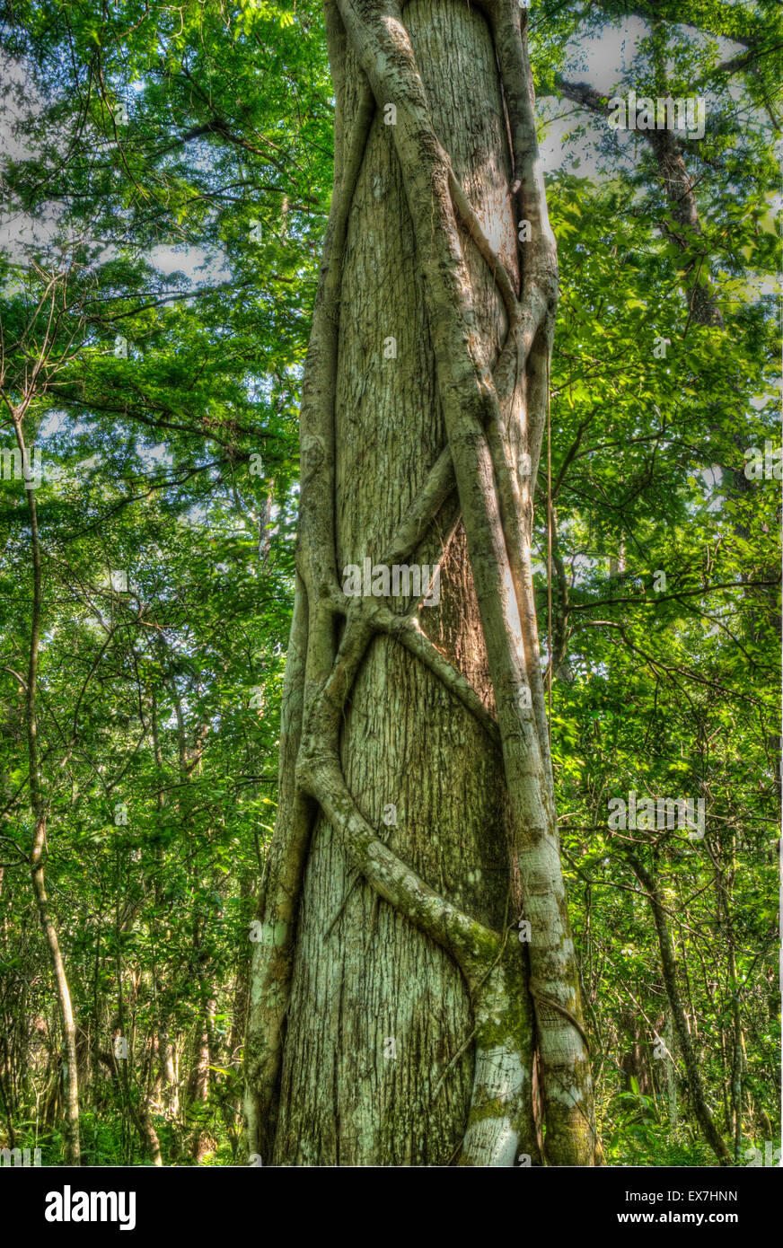 A strangler fig (Ficus aurea) climbing a bald cypress (Taxodium ...