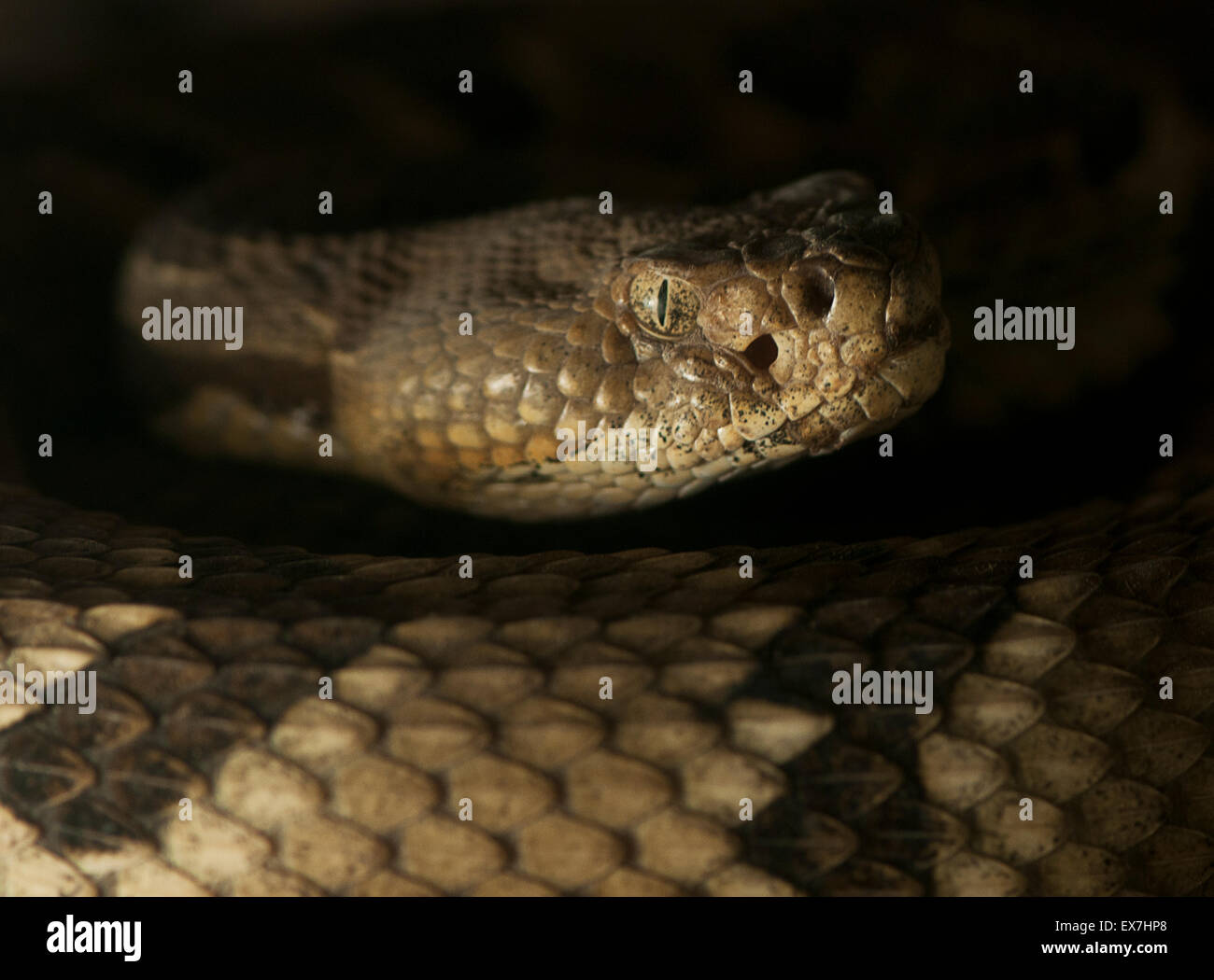 Timber rattlesnake hi-res stock photography and images - Alamy