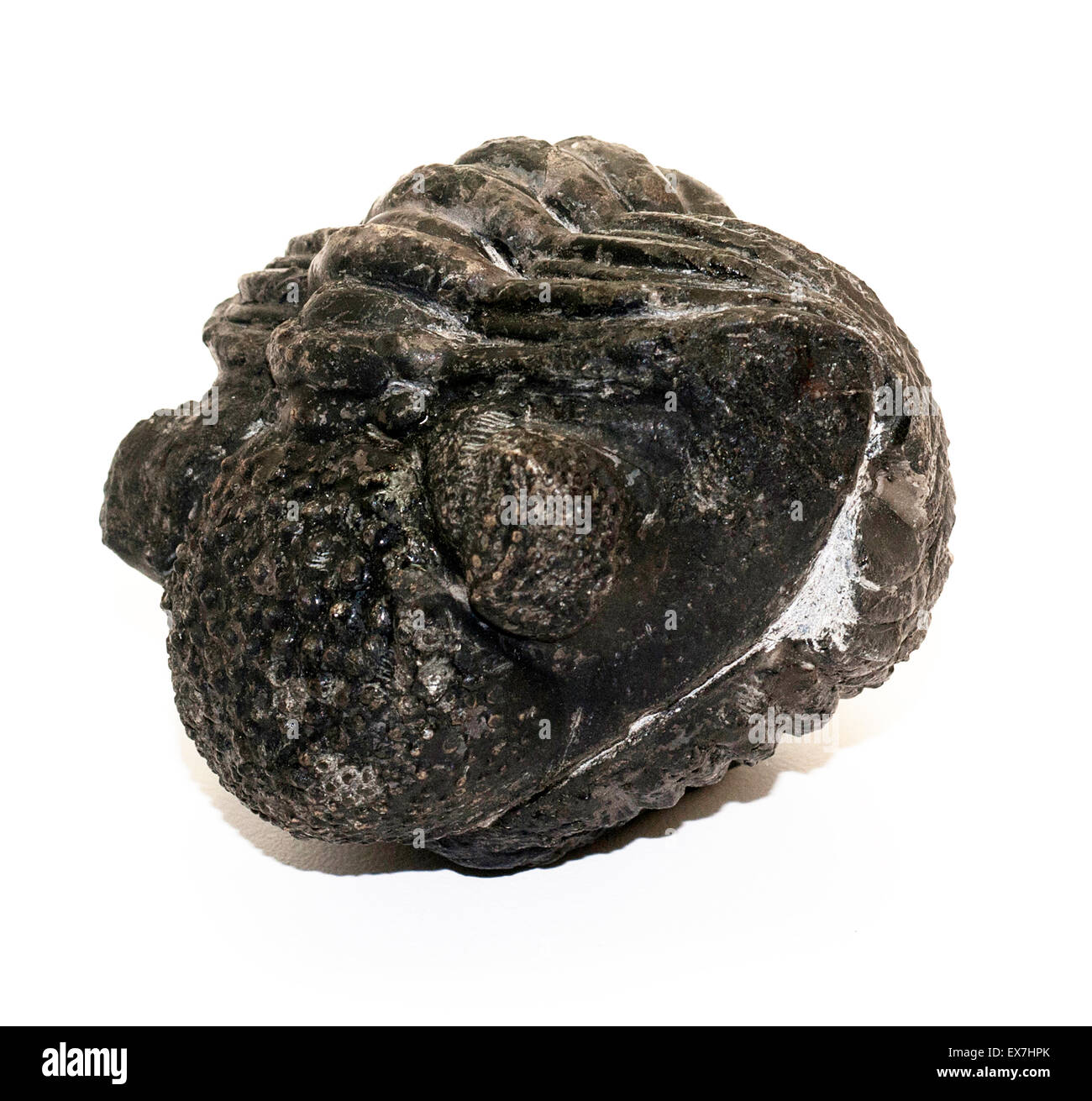 Trilobite fossil, Drotops megalomanicus, from Morocco Stock Photo - Alamy