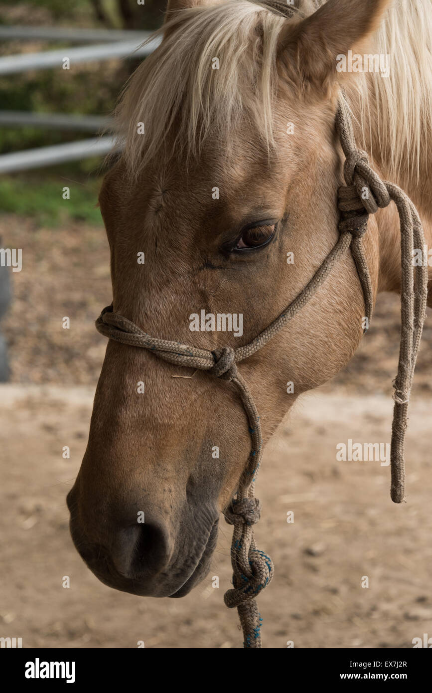 Horse lead rope hi-res stock photography and images - Alamy