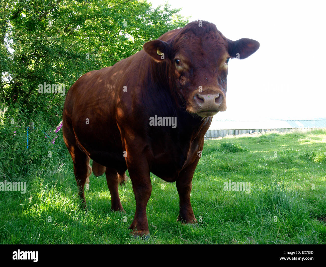 A bull standing in the shade under some trees, UK Stock Photo - Alamy