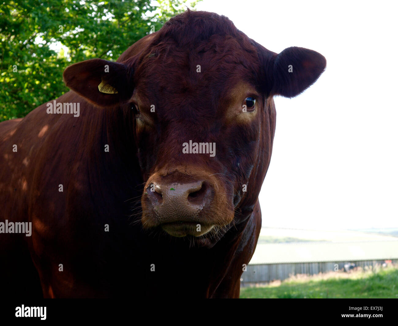 Friendly bull hi-res stock photography and images - Alamy