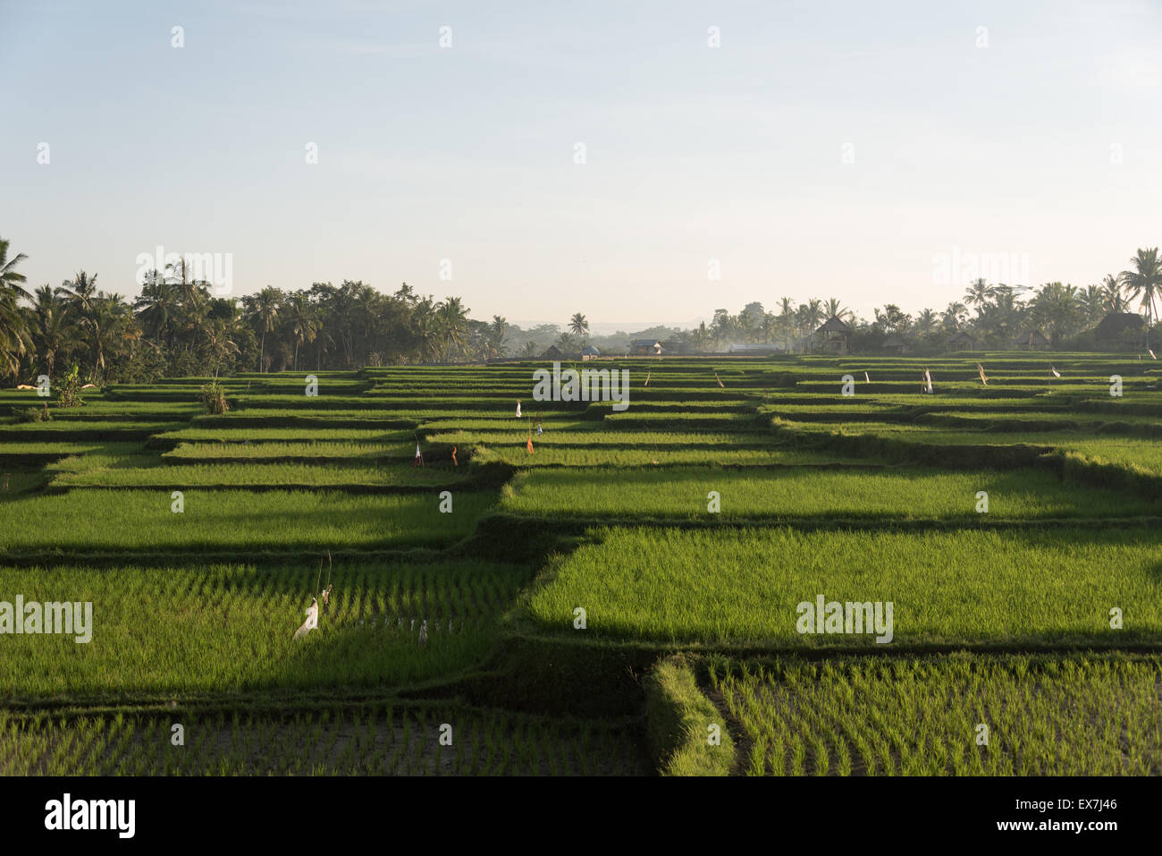Rice fields in Ubud, Indonesia Stock Photo - Alamy