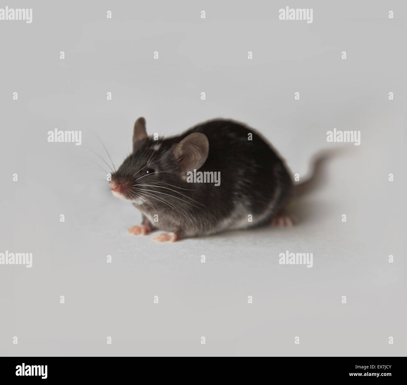 Cute white rat white paper hi-res stock photography and images - Alamy