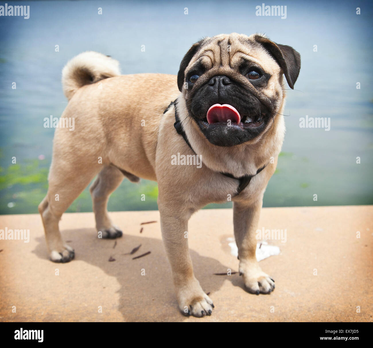 Pug puppy standing in front of the lake background Stock Photo - Alamy