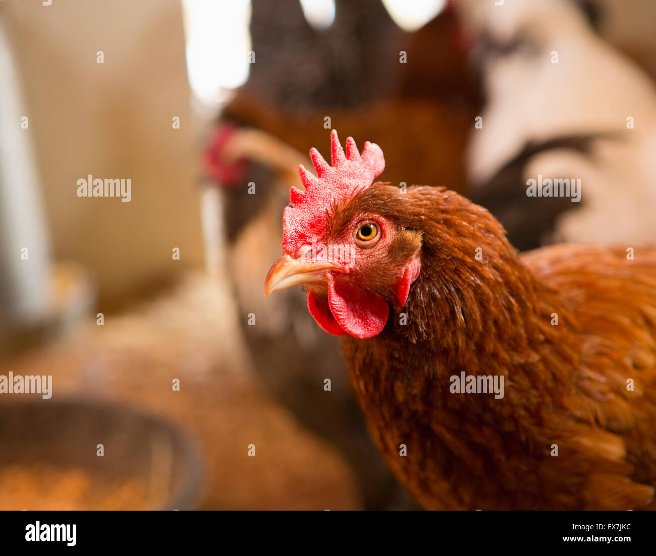 Chicken heads hi-res stock photography and images - Alamy